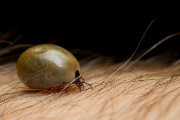 How to Get Rid of Ticks - Pestcomfort.com