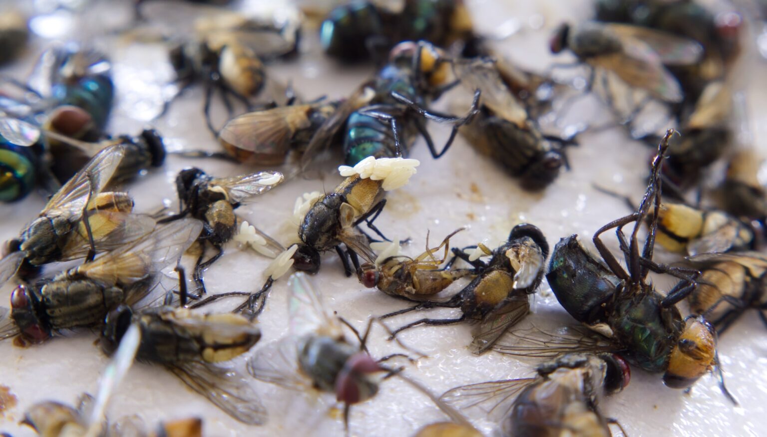 Uncover the Diversity: Types of Flies Around Us - Pestcomfort.com